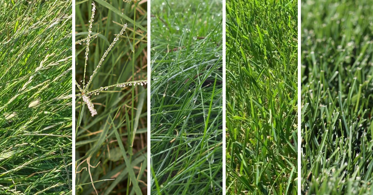 The Best Grass For Shaded Areas In Your Yard - Essential Home and Garden