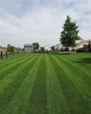 Kentucky Bluegrass - Guide To Caring For And Growing Poa Pratensis
