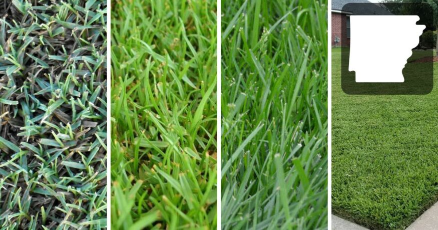 The Best Grass Seed For Arkansas Lawns
