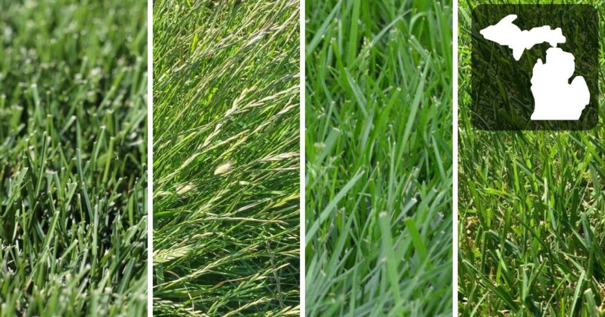 The Best Grass Seed For Michigan Lawns