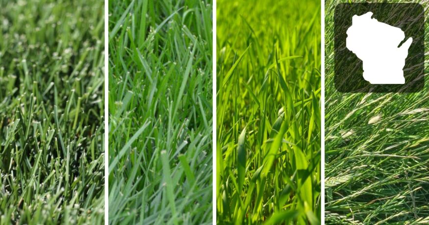 Best Grass Seed For Wisconsin Lawns