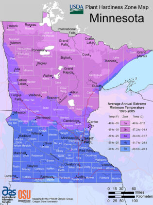 The Best Grass Seed For Minnesota Lawns