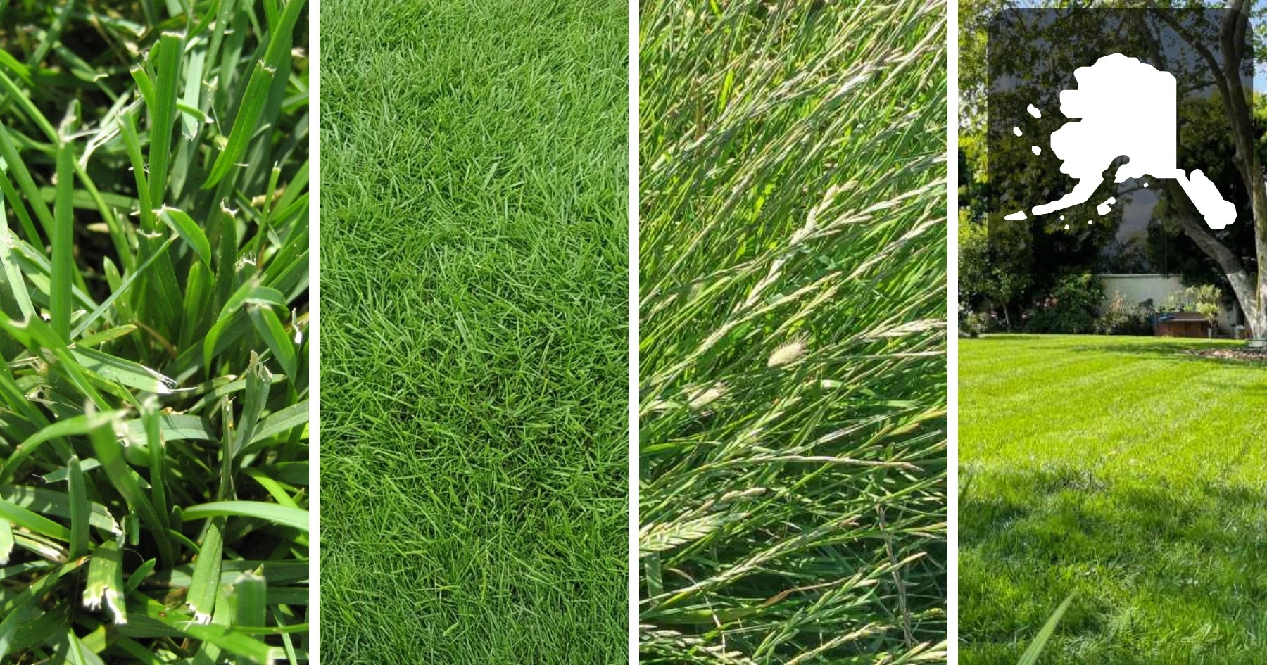 Lawn Care - Page 5 Of 23 - Essential Home And Garden