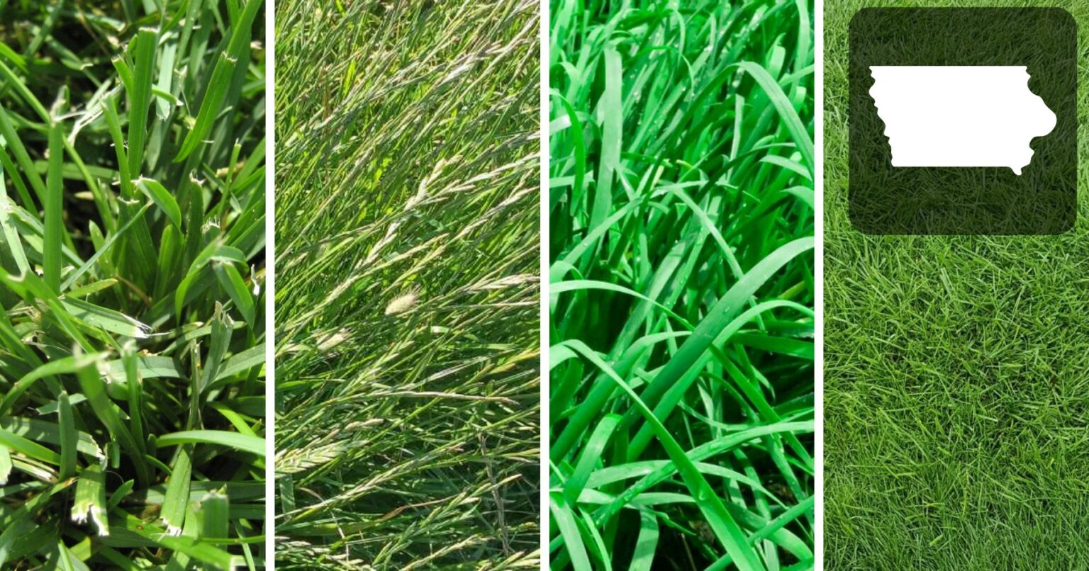 The Best Grass Types For a Texas Lawn - Essential Home and Garden