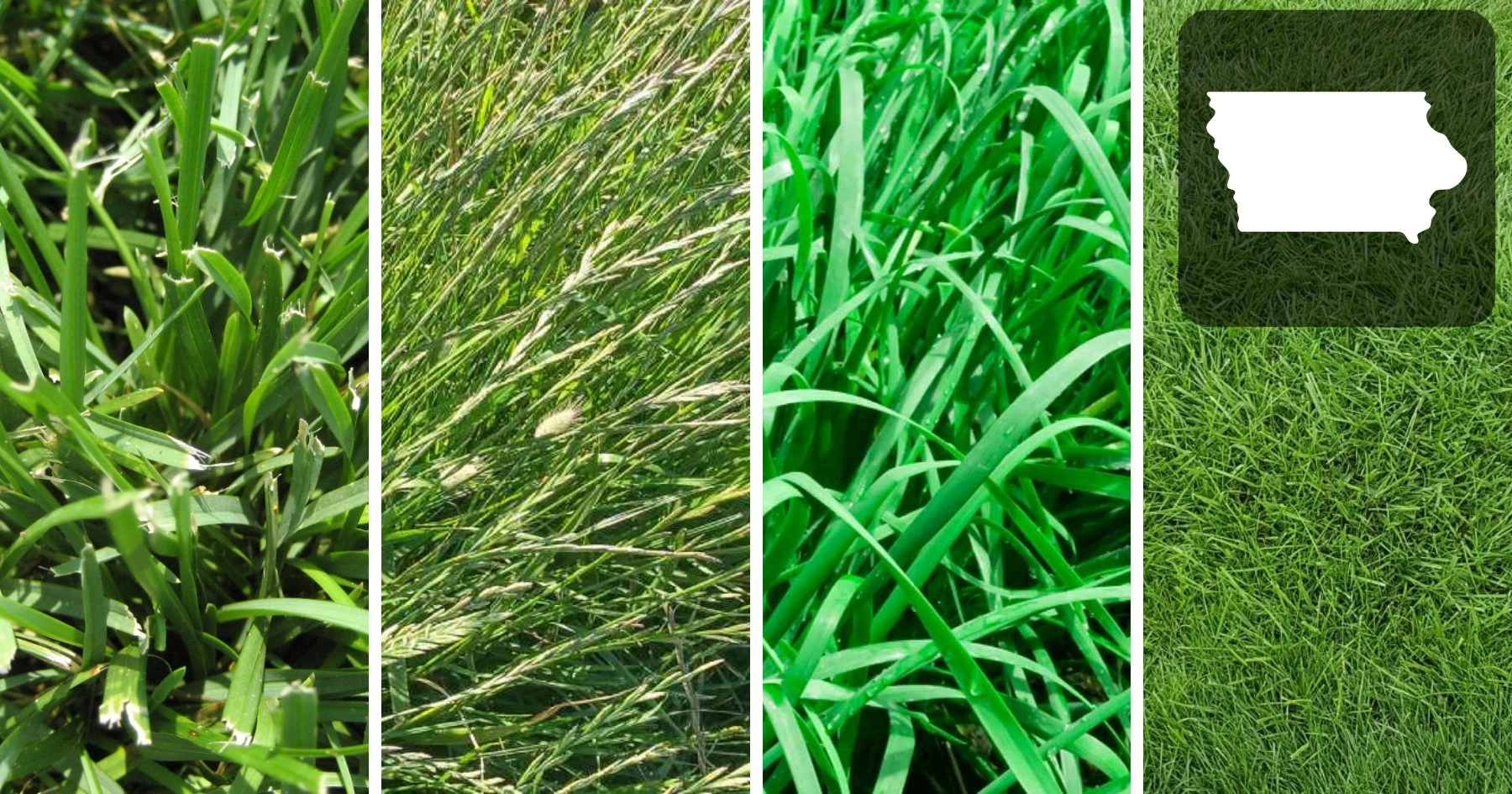 Lawn Care - Page 5 Of 23 - Essential Home And Garden