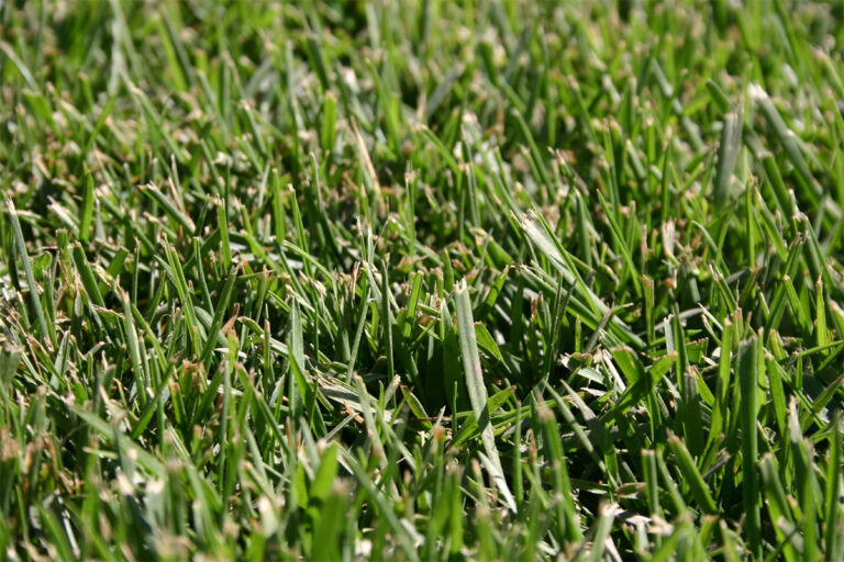The Best Grass Seed For Iowa Lawns - Essential Home And Garden