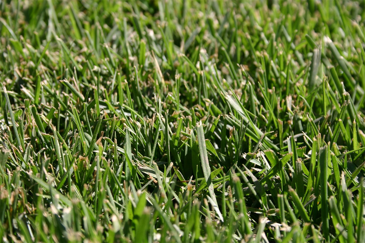 Types Of Turf Grass - Essential Home And Garden