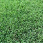 The Best Grass For North Texas - 4 Types For A Lush Lawn