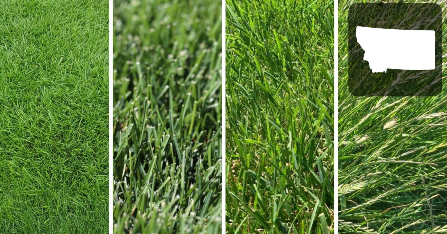 The Best Grass Seed For Montana - Comprehensive Guide