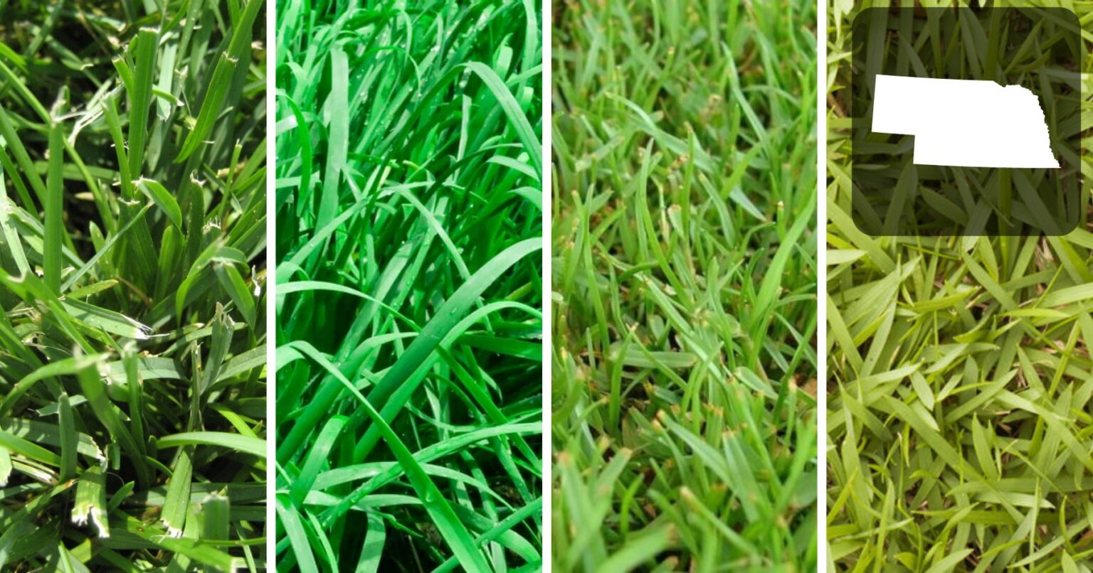 Best Grass Seed For Nebraska: A Guide For Lush Lawns