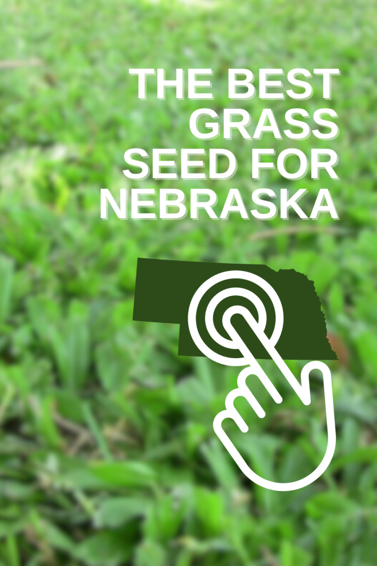 Best Grass Seed For Nebraska: A Guide For Lush Lawns