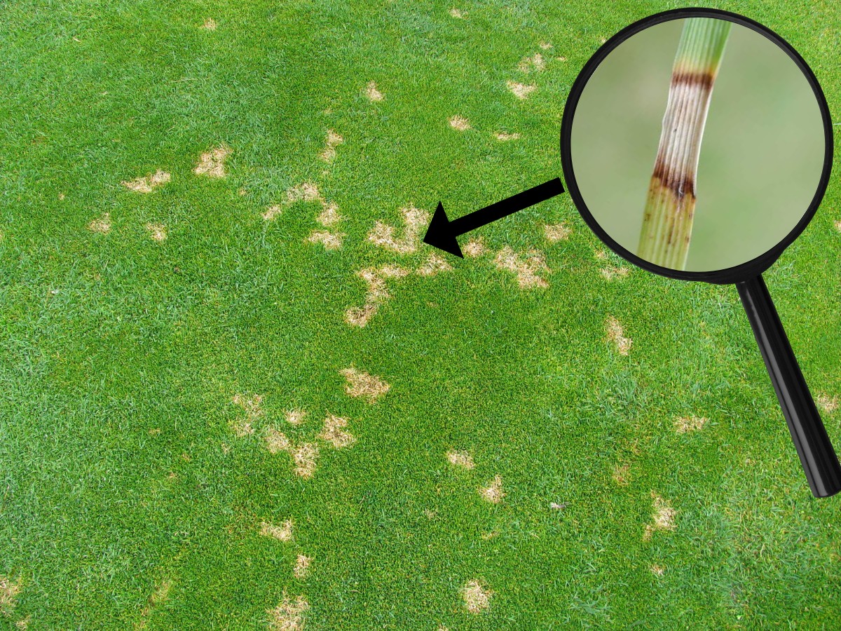 Dollar Spot Fungus: Effective Prevention And Treatment Methods
