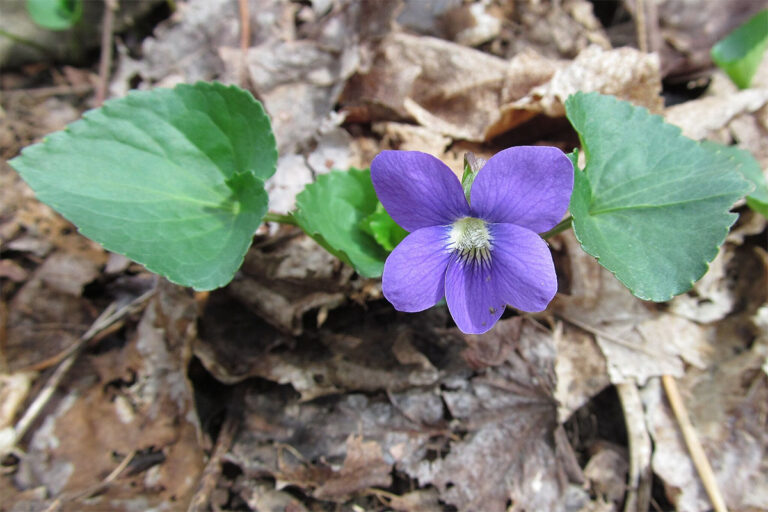 How To Control Wild Violet Weed In Your Lawn