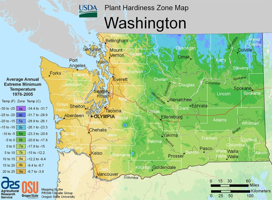 Best Grass Seed For Washington State: A Quick Guide For Lush Lawns