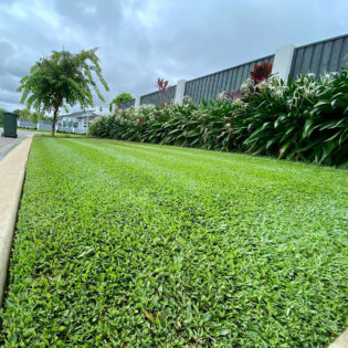 The Best Grass For North Texas - 4 Types For A Lush Lawn