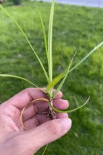How To Get Rid Of Nutsedge: Simple And Effective Solutions