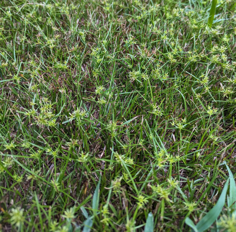 How To Get Rid Of Nutsedge: Simple And Effective Solutions