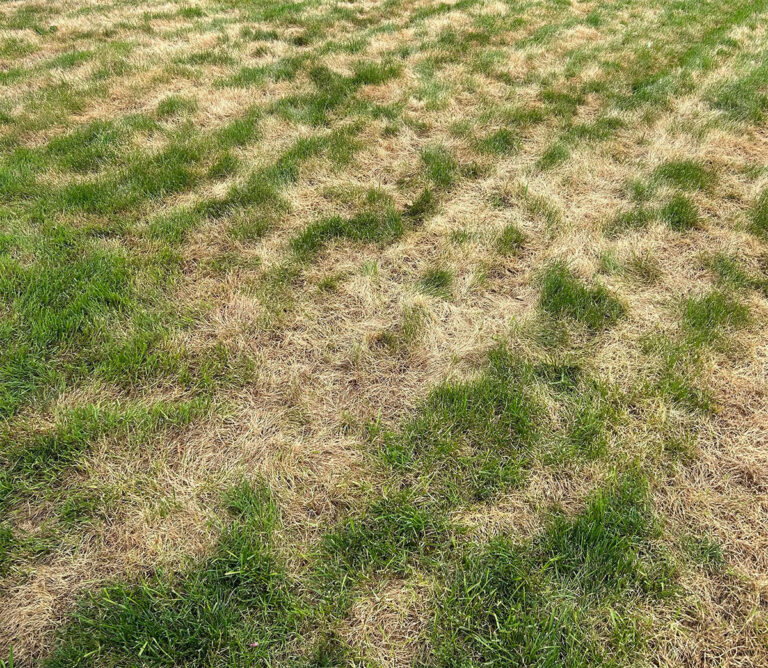 The Best Fertilizer For Zoysia Grass - Choosing The Right Lawn Fertilizer