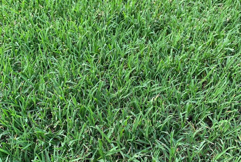 Types Of Turf Grass - Essential Home And Garden